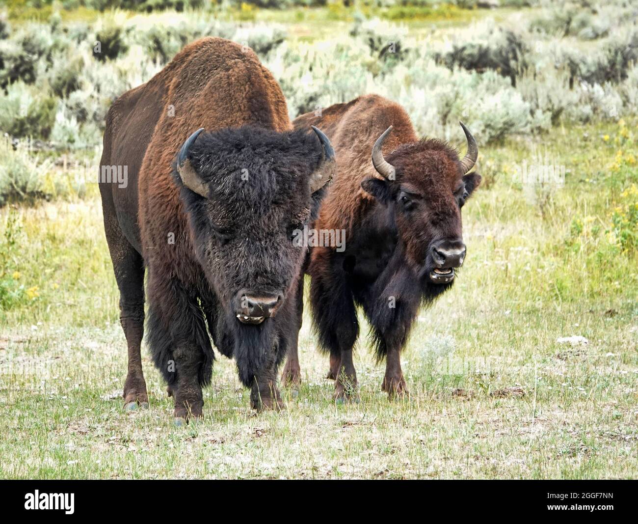 Prehistoric buffalo hi-res stock photography and images - Alamy