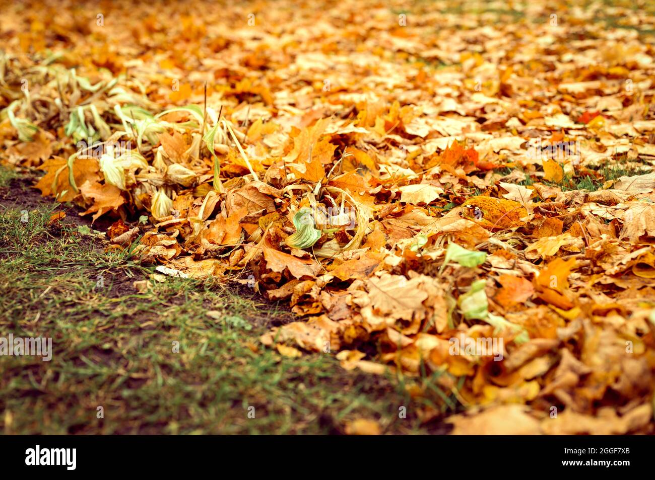 autumn fallen leaves of a maple tree on the ground on the green grass ...