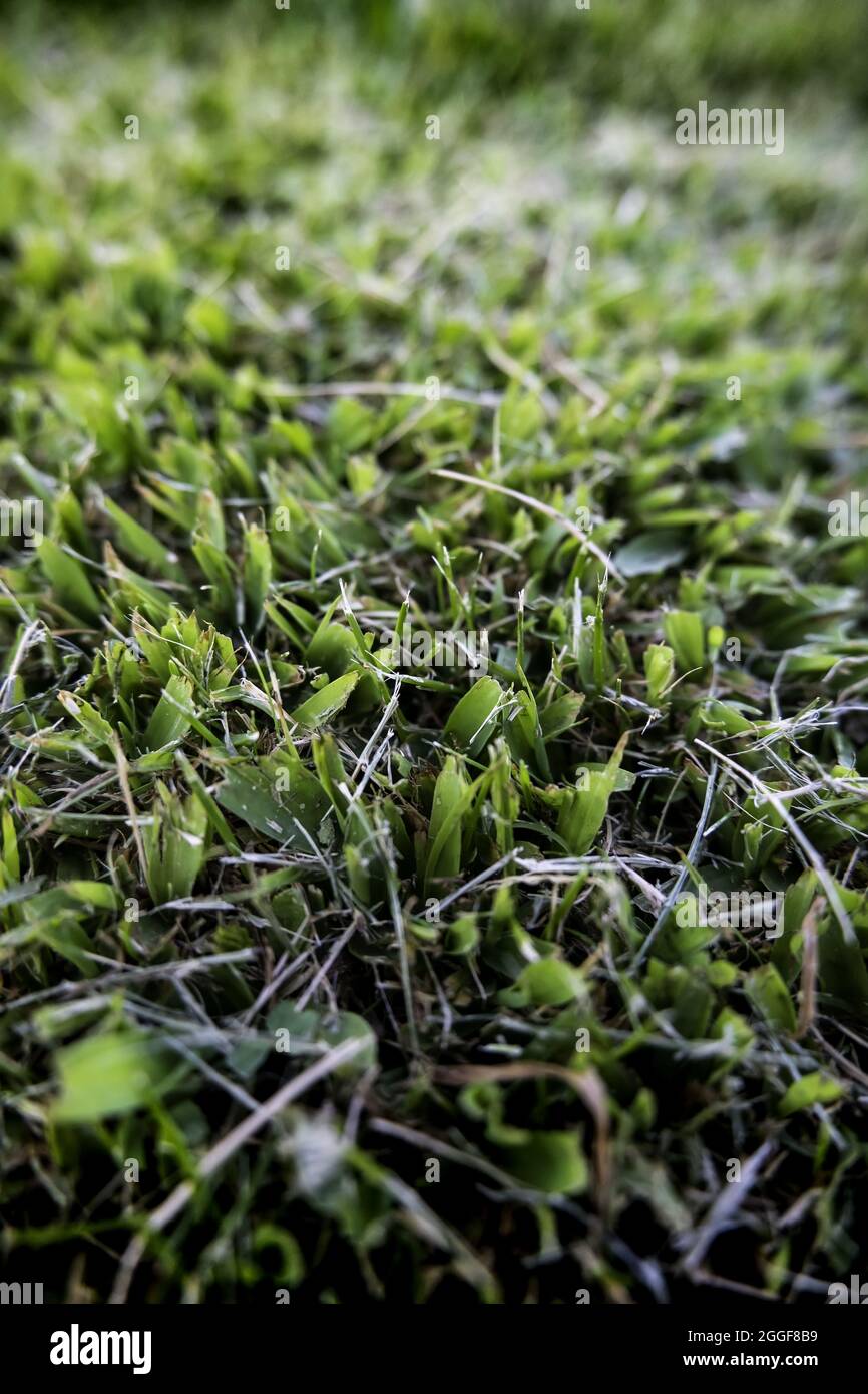 Uncared hi-res stock photography and images - Alamy