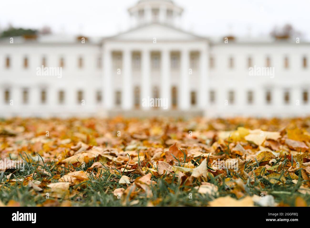 Leaves on the tree with a building in a background hi-res stock ...