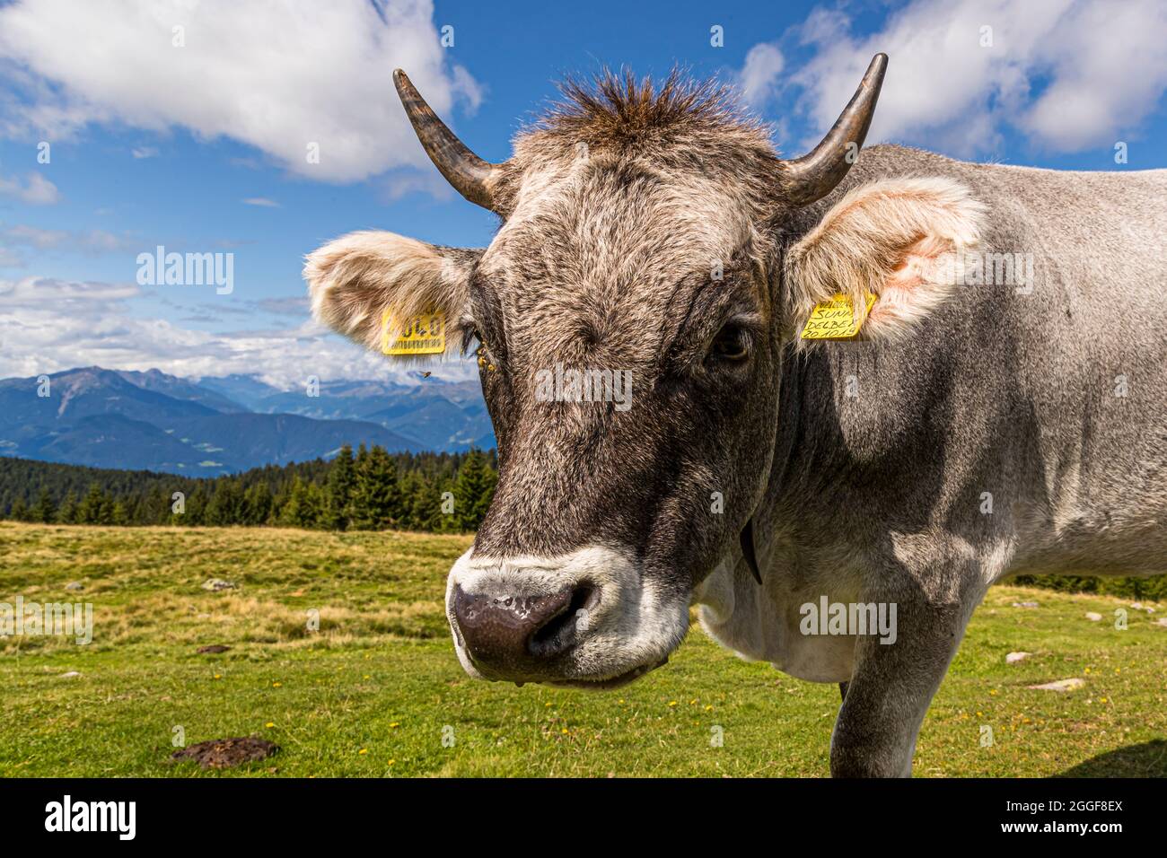 Tyrol grey cattle hi-res stock photography and images - Alamy