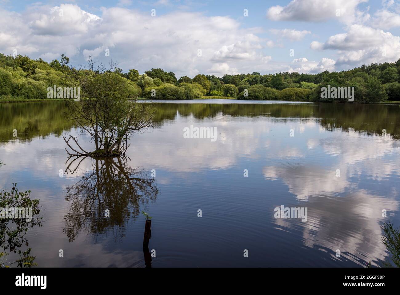 Epsom common, a Nature reserve in Surrey near Epsom, England, UK Stock ...