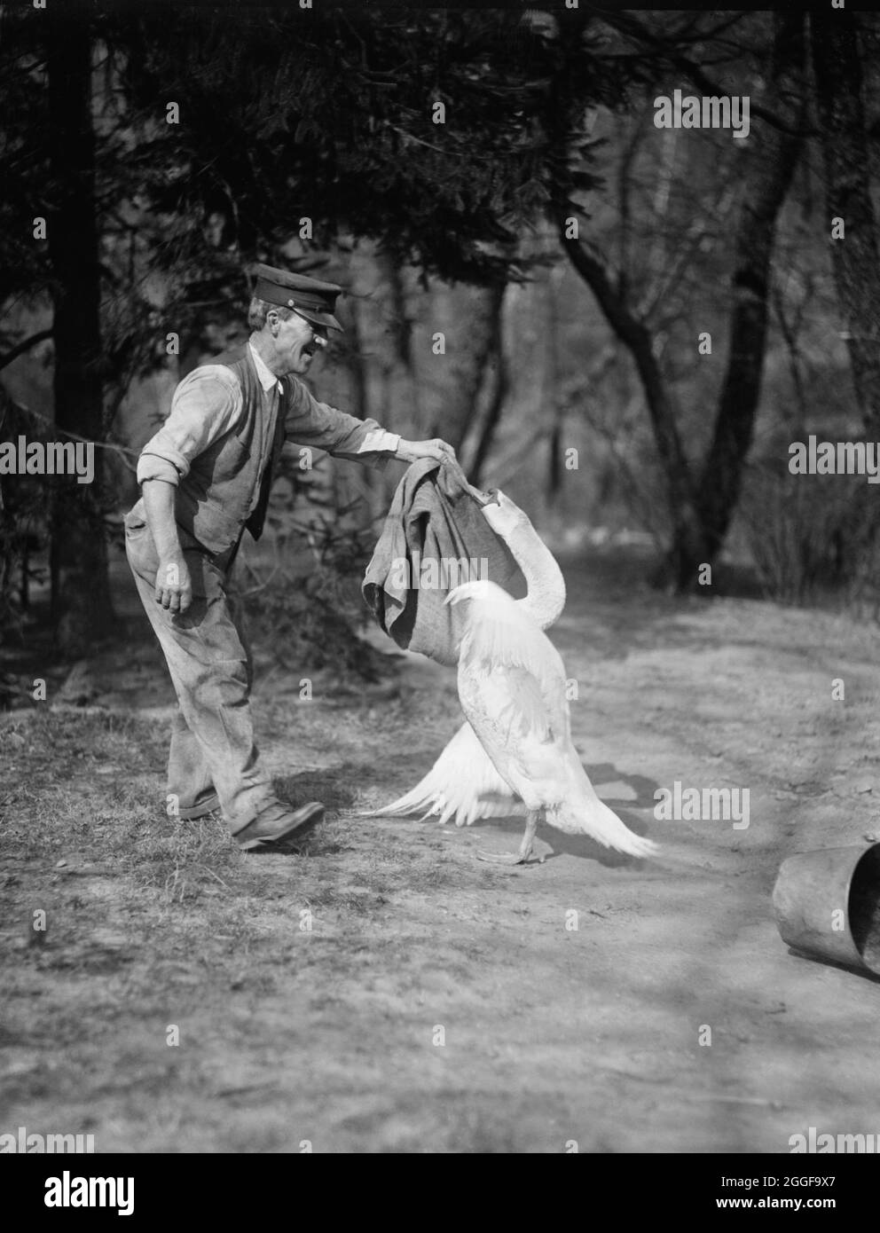 historic picture of a man with a swan, probably US, USA in maybe a zoo ...