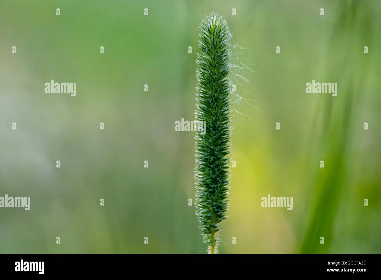Light yellow spike flower hi-res stock photography and images - Alamy