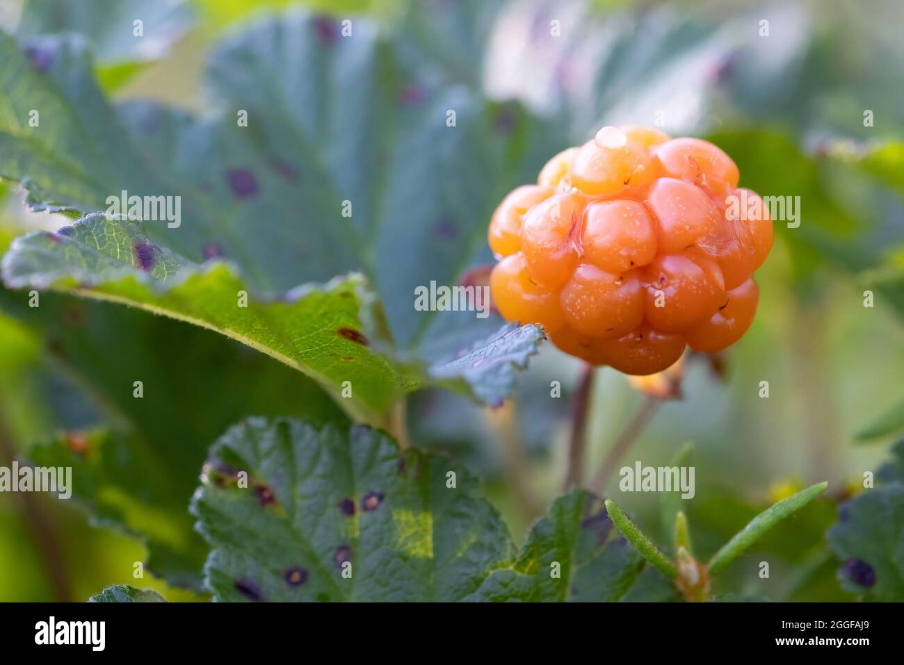 Cloudberry Rubus Chamaemorus Plant Berry High Resolution Stock ...