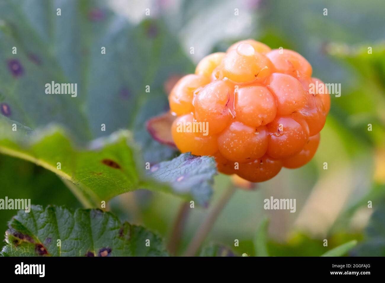 Cloudberry Rubus Chamaemorus Plant Berry High Resolution Stock ...