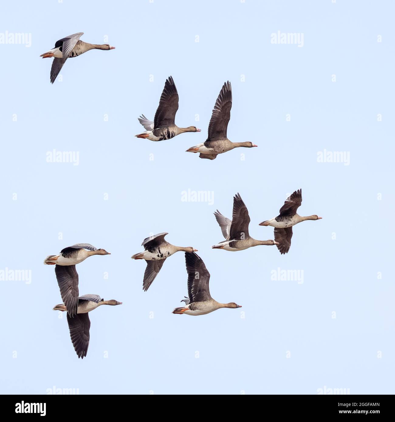goose migration time Stock Photo - Alamy