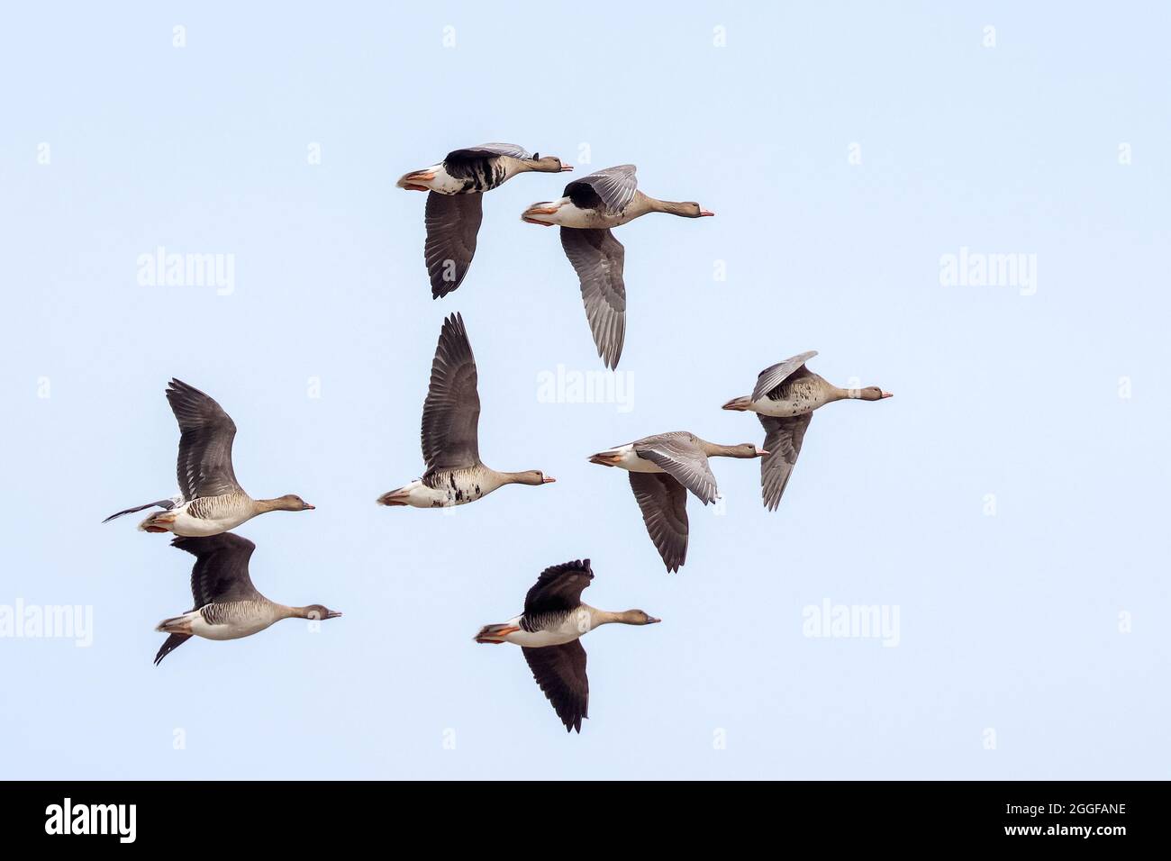 goose migration time Stock Photo - Alamy