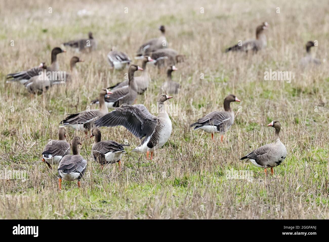 goose migration time Stock Photo - Alamy