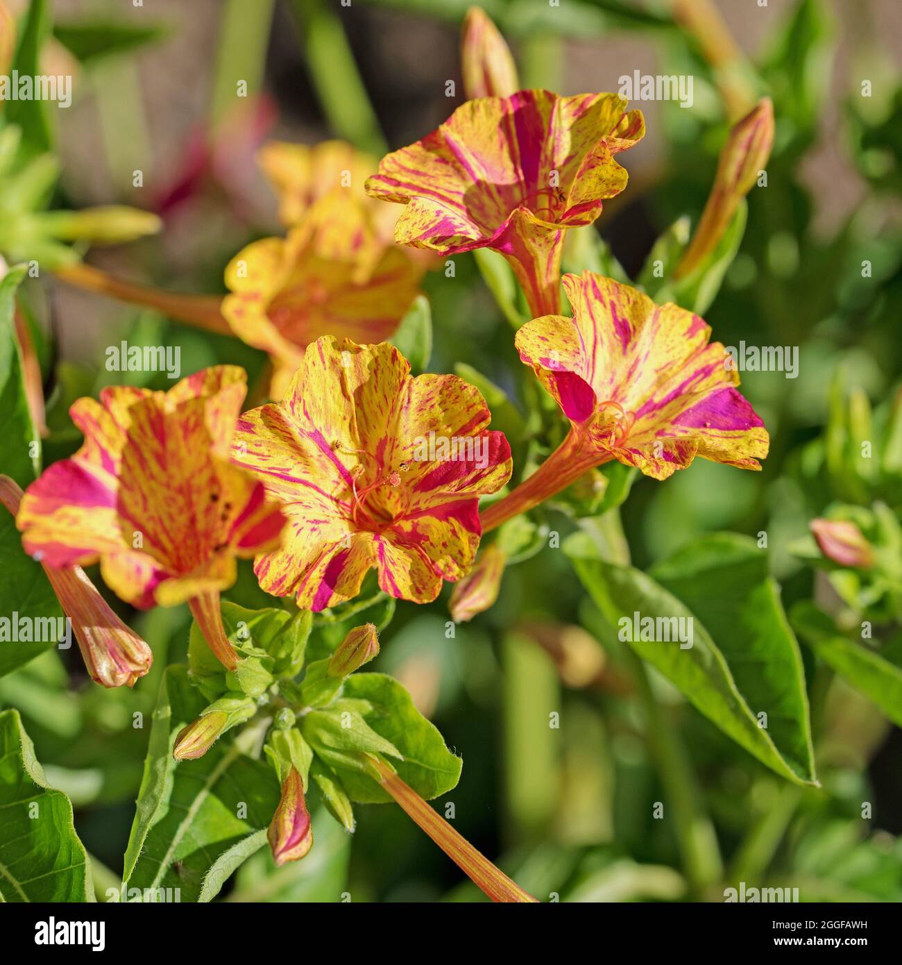 Blooming miracle flower, Mirabilis jalapa Stock Photo - Alamy