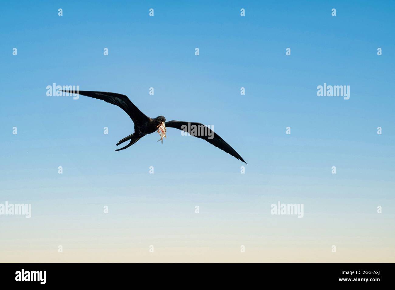 Fish caught by bird hi-res stock photography and images - Alamy