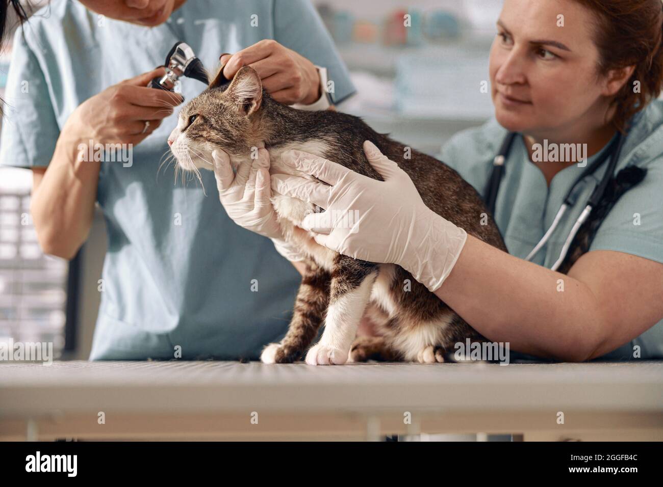 Veterinarian holds tabby cat while young intern checks its ears at ...