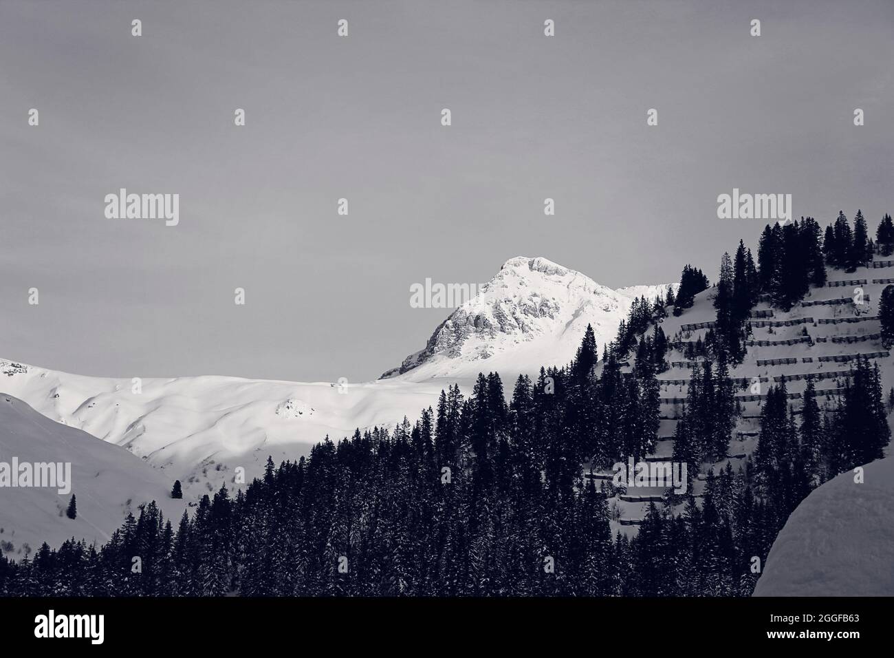 Black and White Winter Snowy Mountain Peak at the Alps with Pine Forest ...