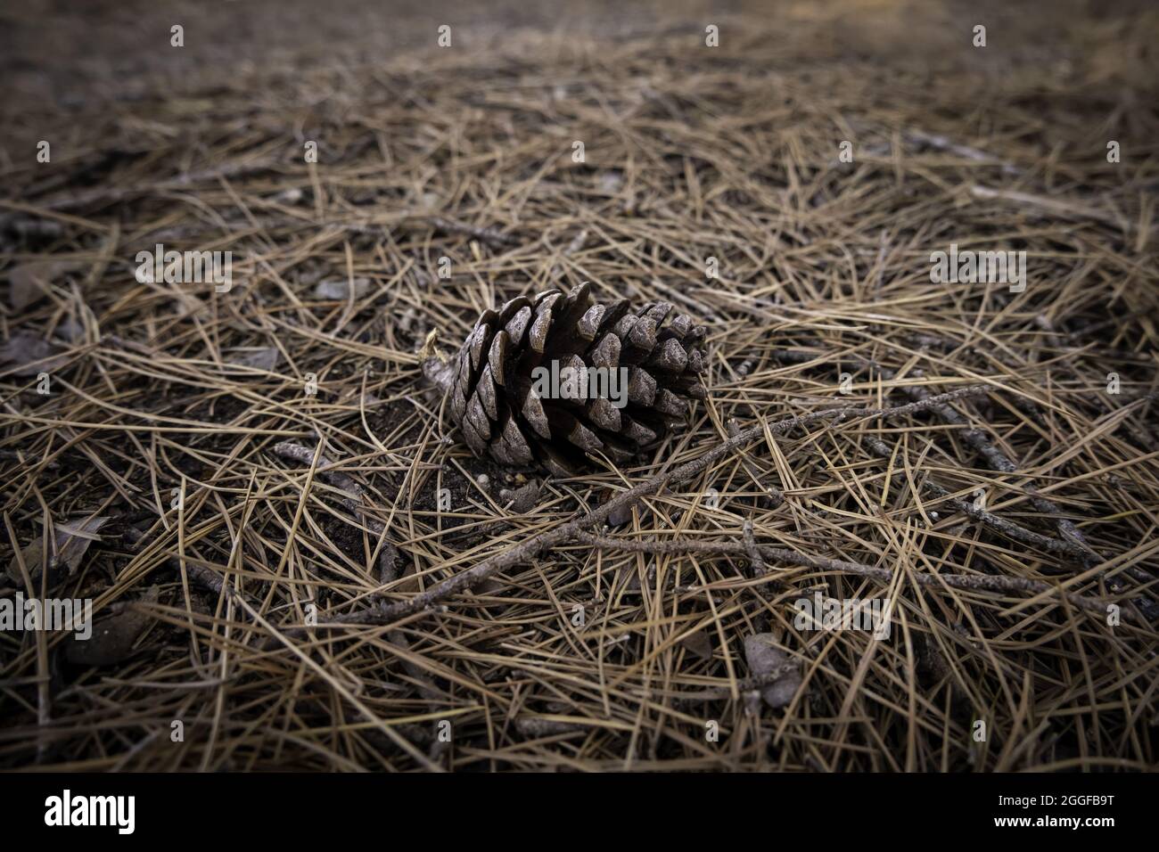 Detail of fallen pine fruit in a forest in nature Stock Photo - Alamy