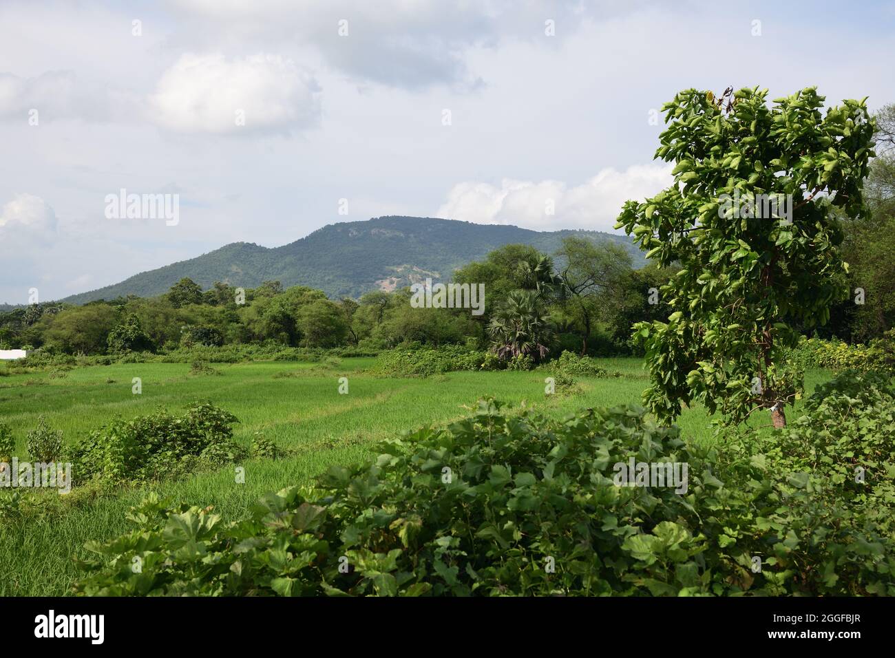 Susunia Hill. It is a part of the Eastern Ghats. Bankura, West Bengal ...