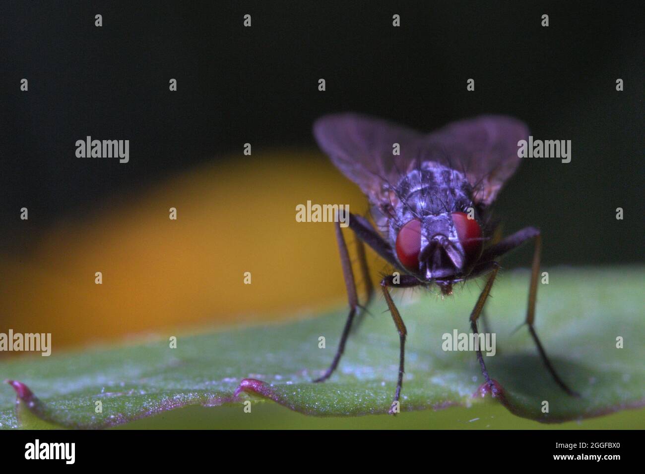 Red Eyed Flash Fly Stock Photo - Alamy