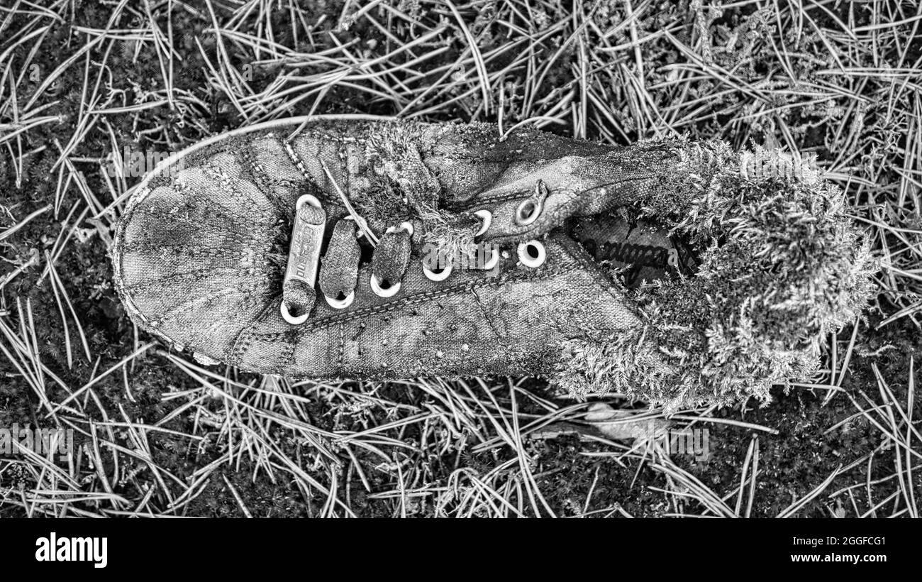 rotting shoe in the forest overgrown with moss and forgotten. How does ...