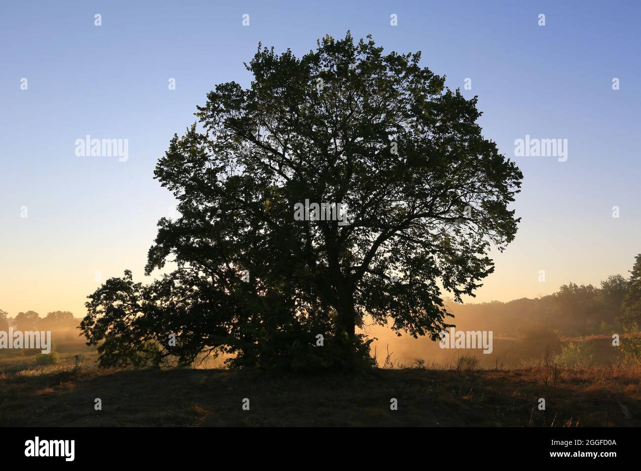 Morning landscape with big tree on meadow in sunlight and mist Stock ...