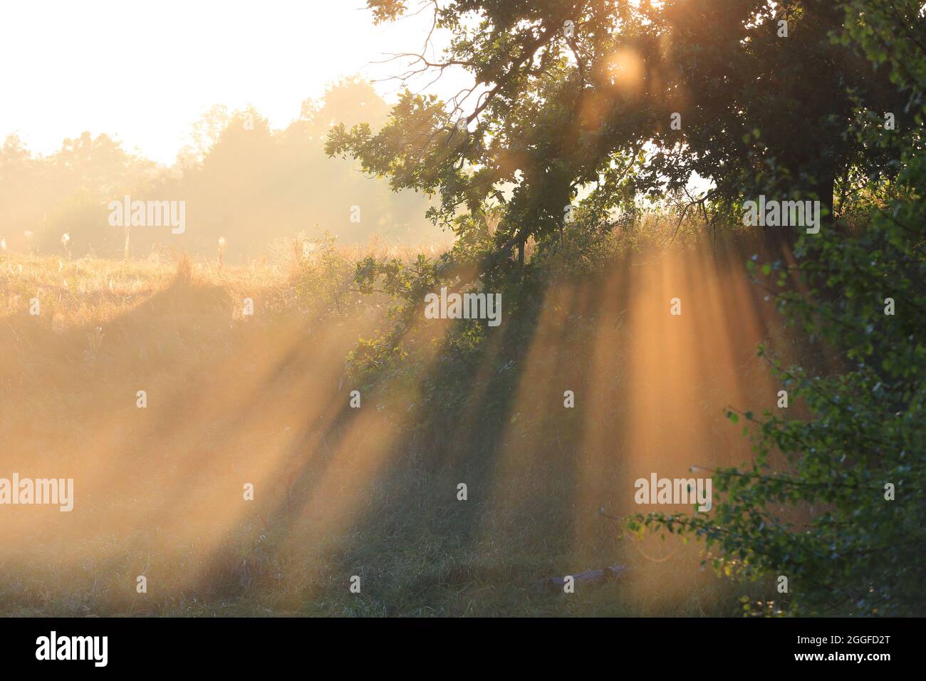 Morning sun light in forest. Bright sun rays flow through tree twigs ...