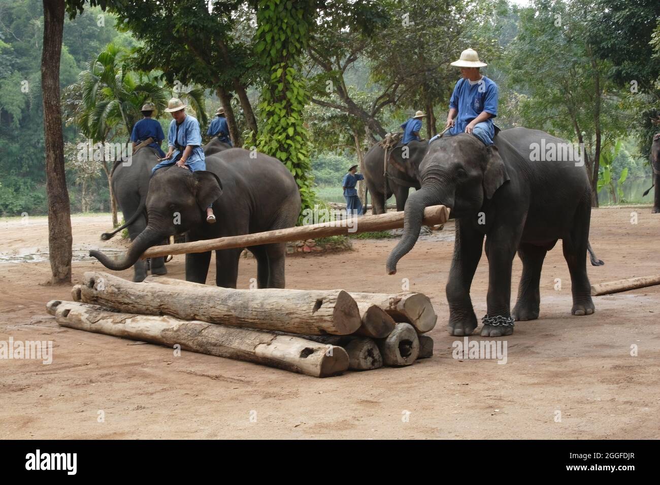elephants working at the Elephant Conservation Centre Thailand November ...