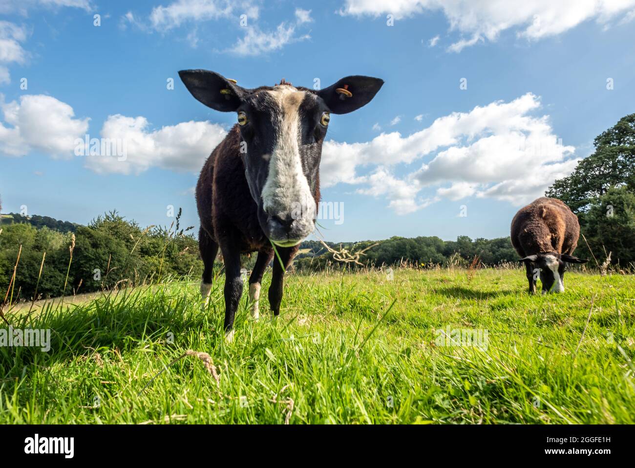 Balwen welsh mountain sheep hi-res stock photography and images - Alamy