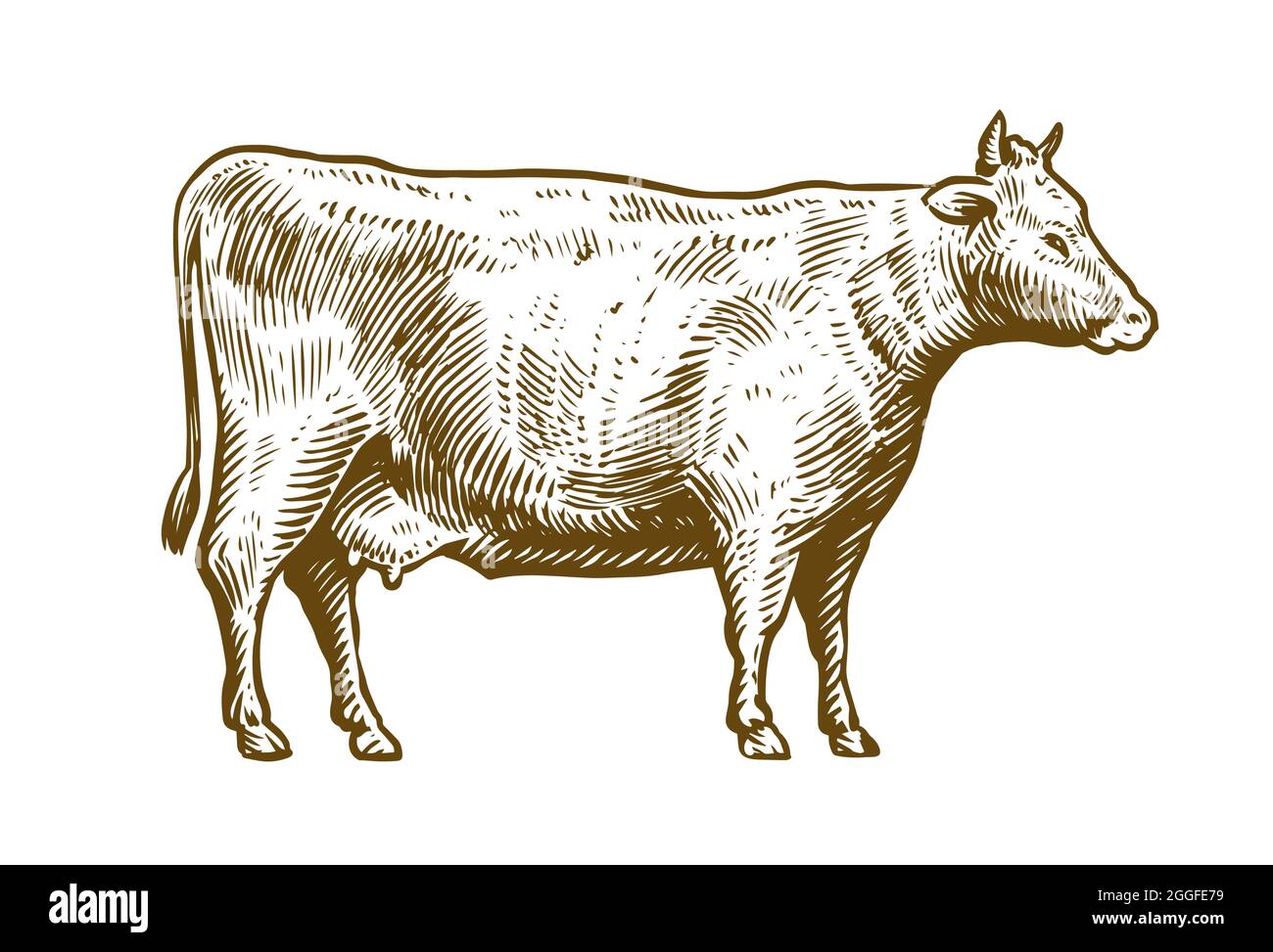 Hand drawn dairy cow isolated on white background. Farm animal in ...
