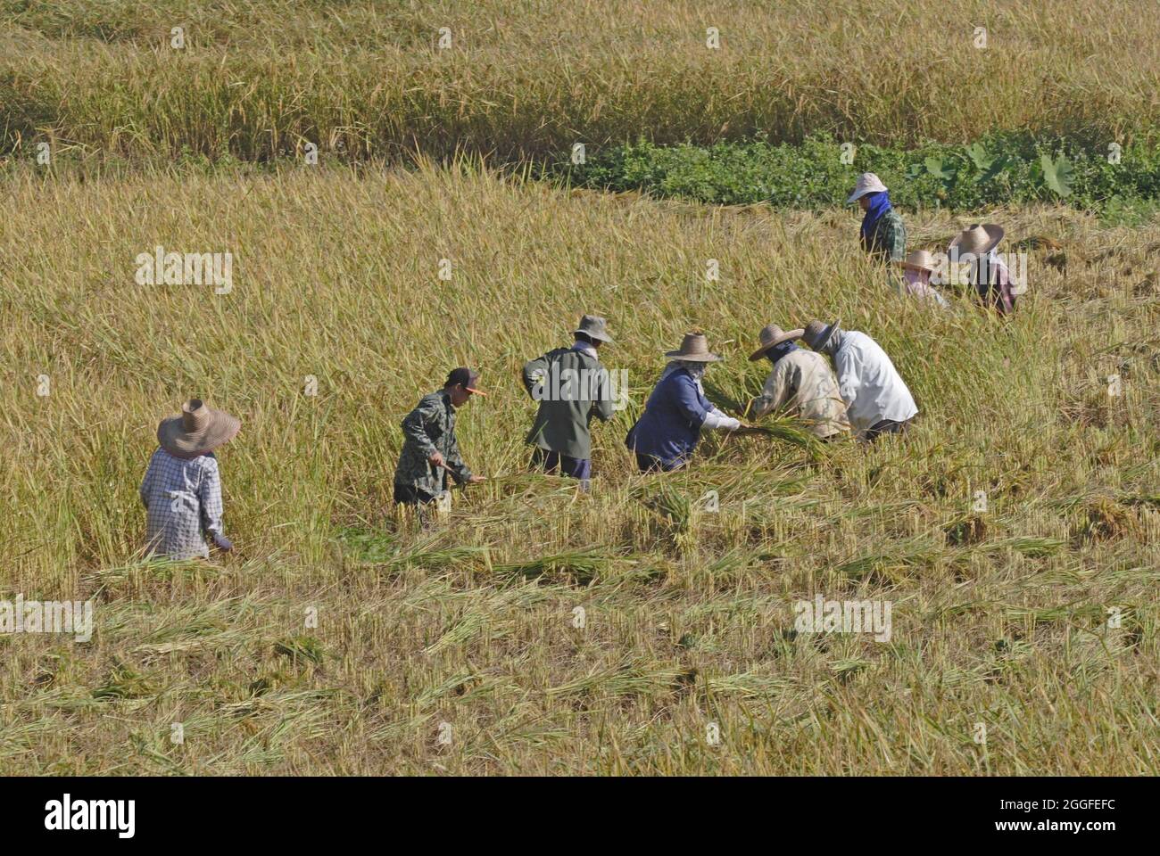 group of villagers cutting rice by hand northern Thailand November ...