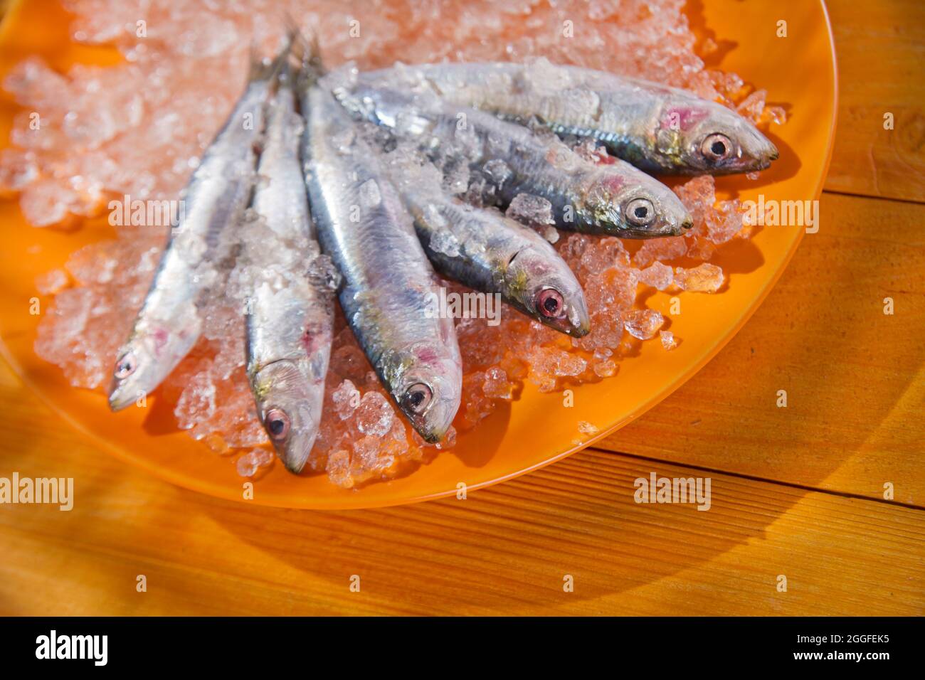 Presentation of fresh anchovies fished with ice Stock Photo - Alamy