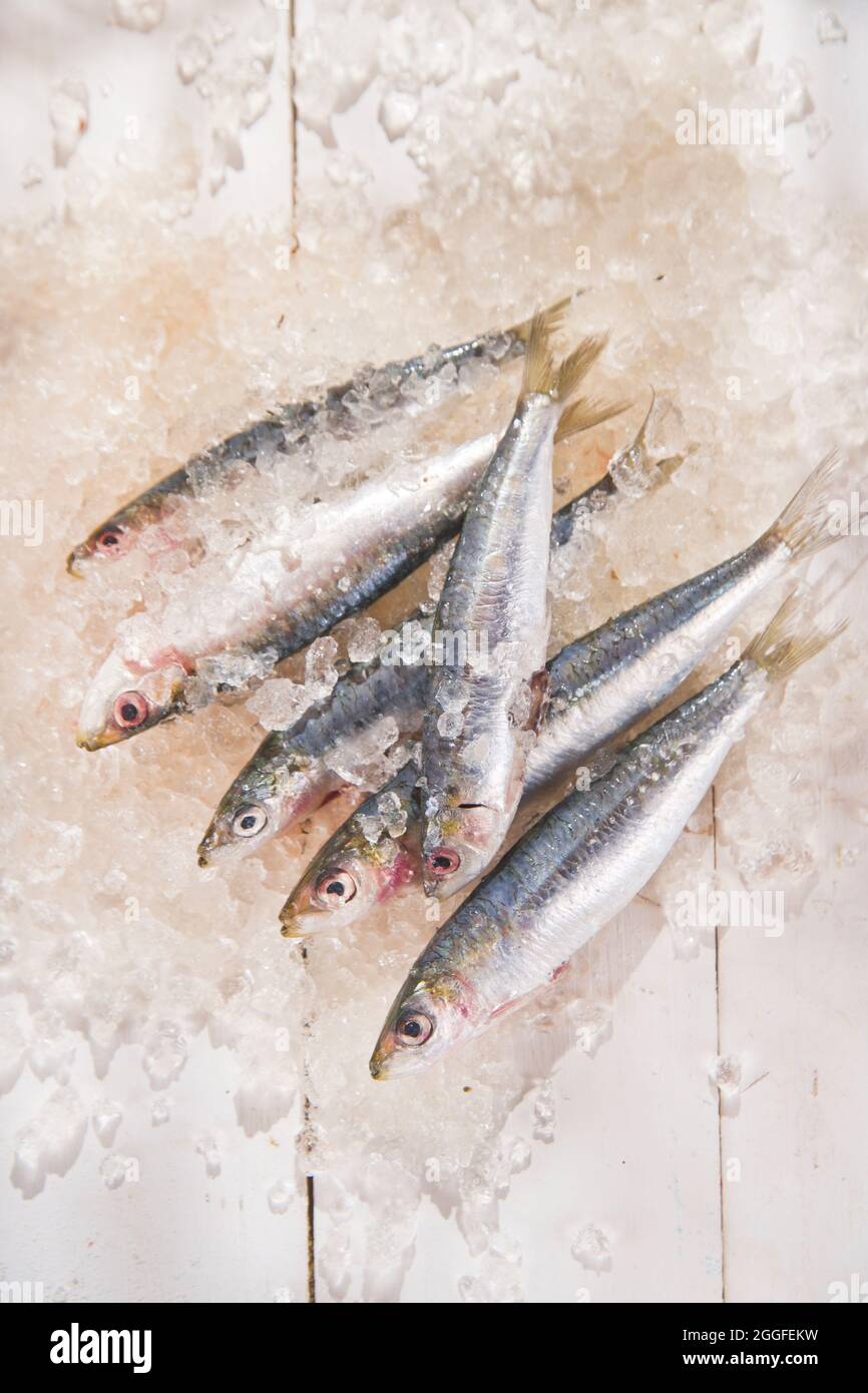 Presentation of fresh anchovies fished with ice Stock Photo - Alamy