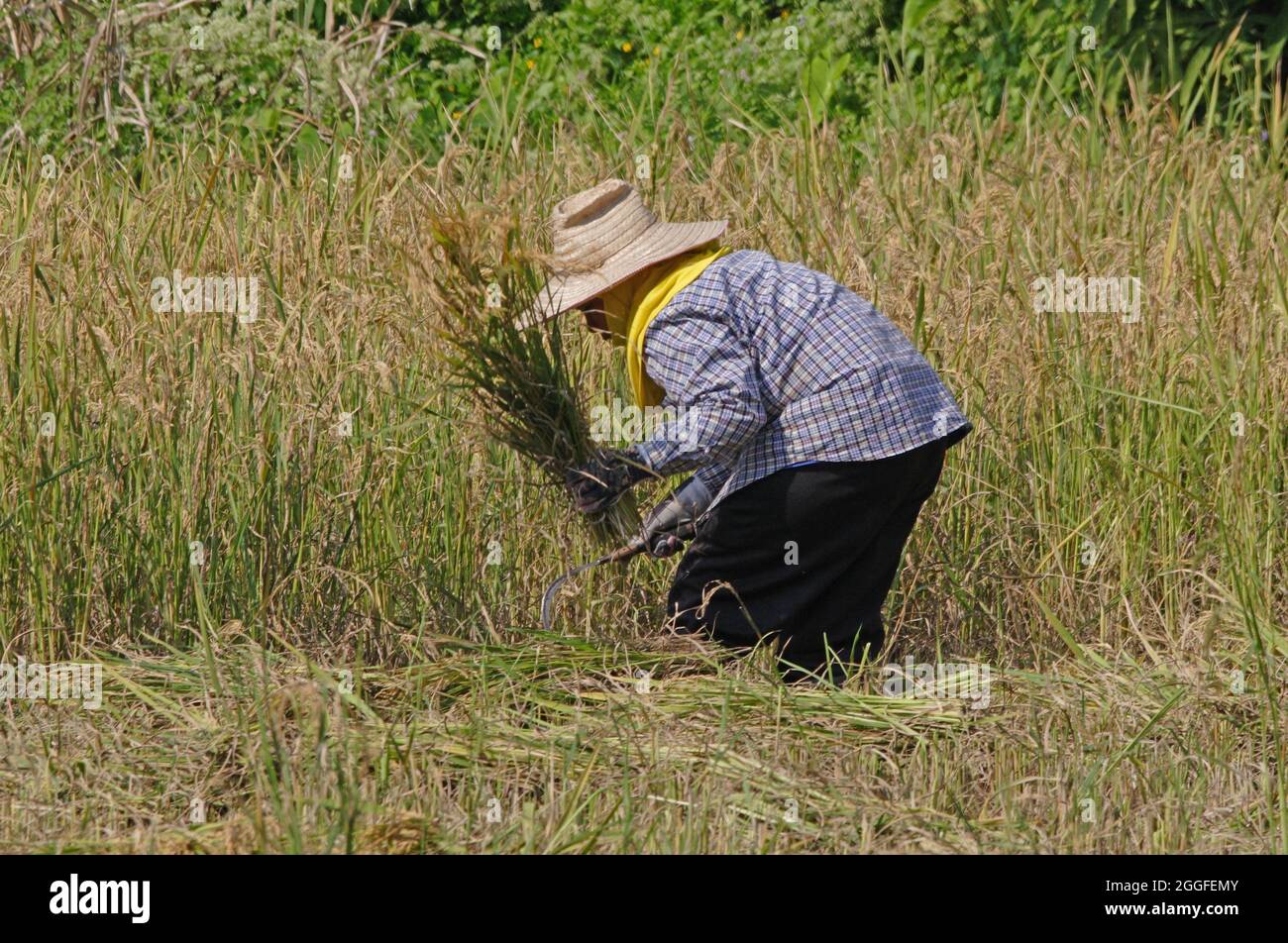 villager cutting rice by hand northern Thailand November Stock Photo ...