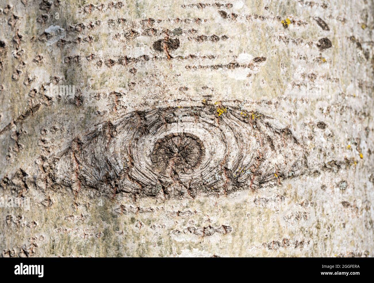 Human looking tree trunk hi-res stock photography and images - Alamy