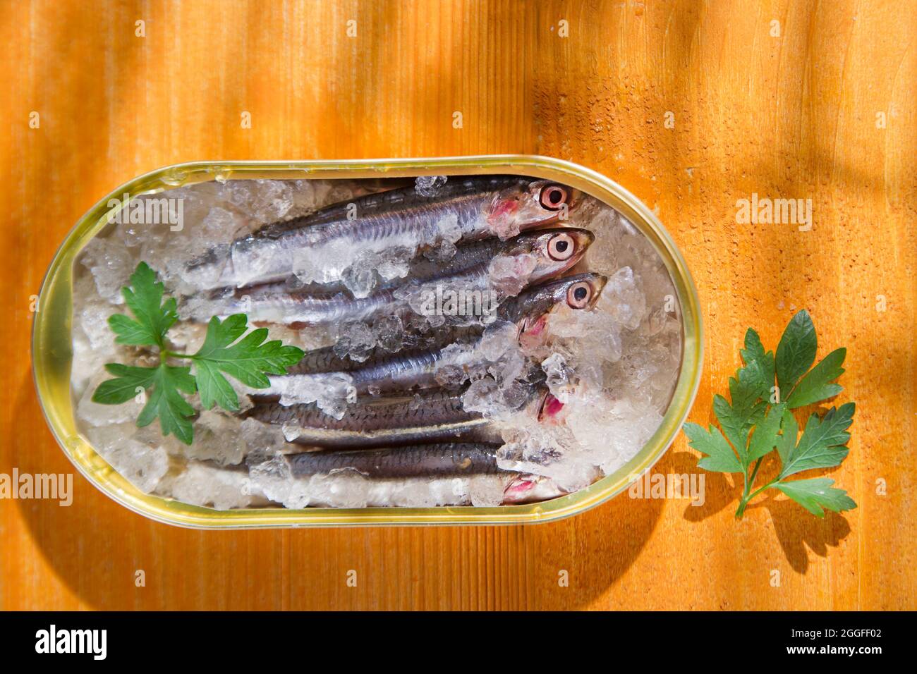 Presentation of fresh anchovies fished with ice Stock Photo - Alamy