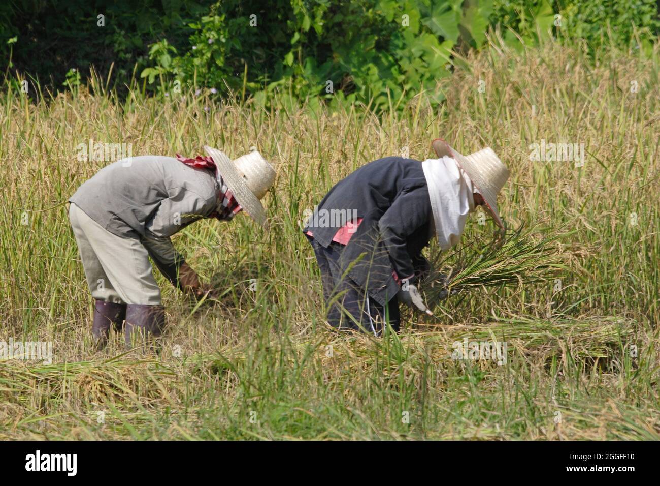two villagers cutting rice by hand northern Thailand November Stock ...