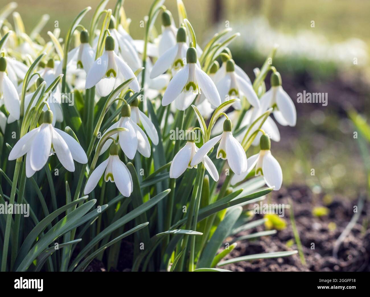 White snowdrop flowers hi-res stock photography and images - Alamy