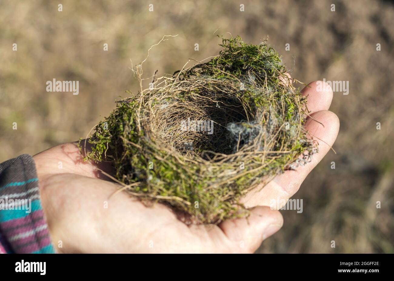 Fallen bird nest in a human's hand Stock Photo - Alamy