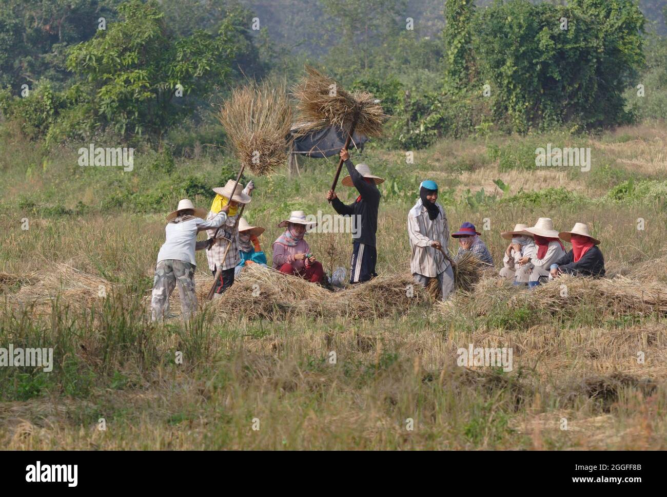 Villages threshing rice after harvest northern Thailand November Stock ...