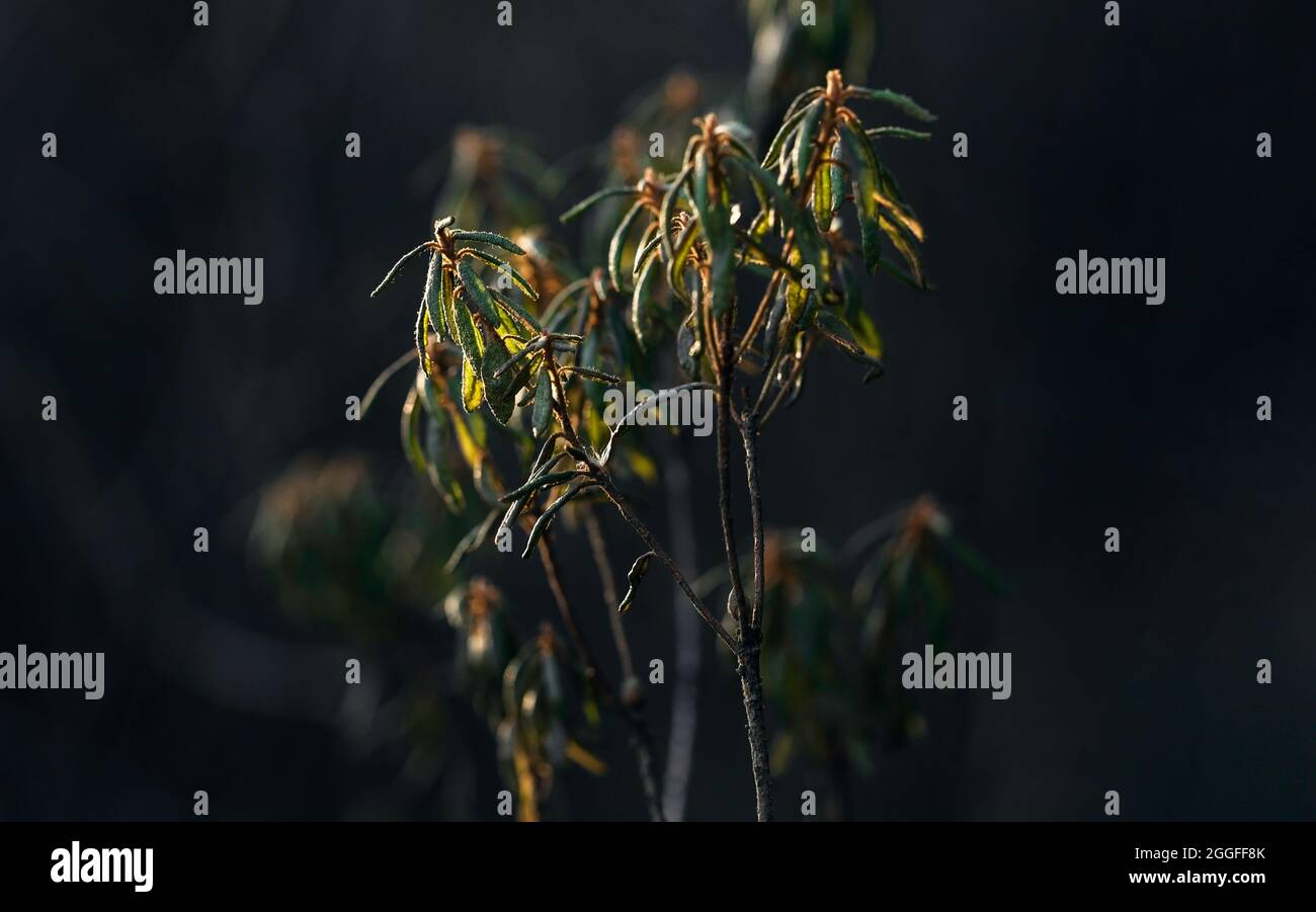 Evergreen Ledum shrub at spring sunny day Stock Photo - Alamy
