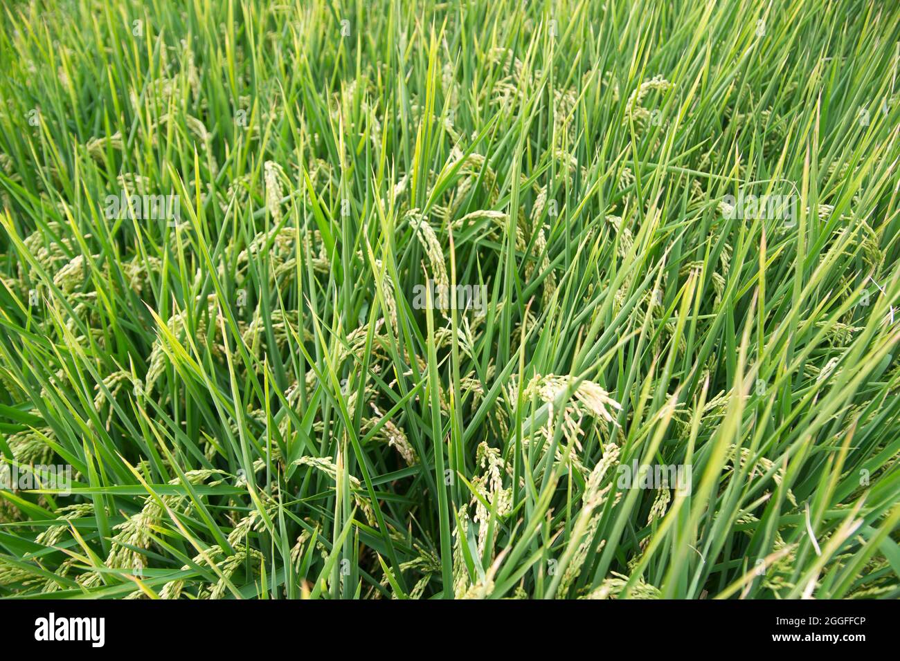 Close representation of the rice plant just before harvest Stock Photo ...