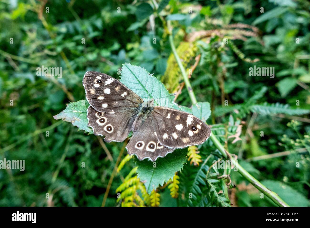 Bridport, August 25th 2021: Small brown butterfly in Dorset Stock Photo ...