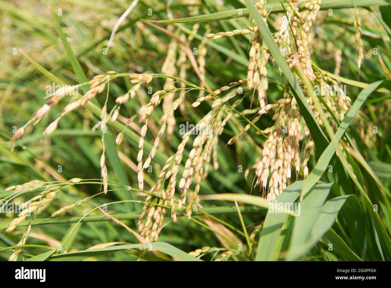 Close representation of the rice plant just before harvest Stock Photo ...