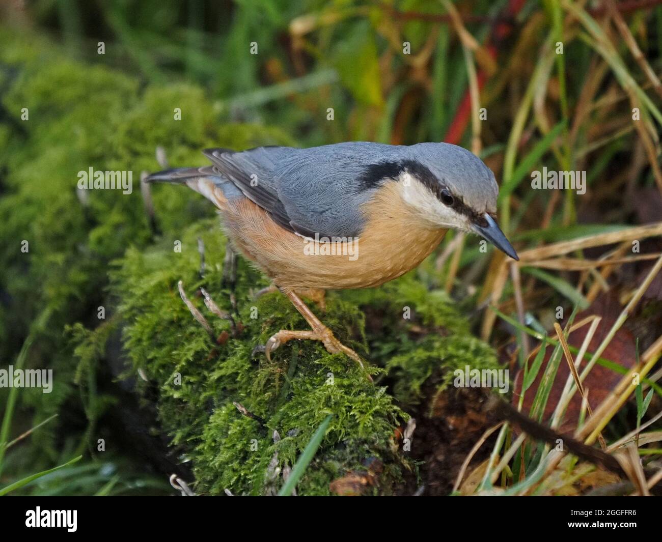 smart Eurasian Nuthatch (Sitta europaea) with dagger bill foraging on ...