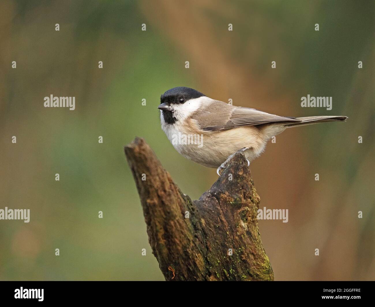 Marsh tit (Poecile palustris) with black cap perched in good pose on ...