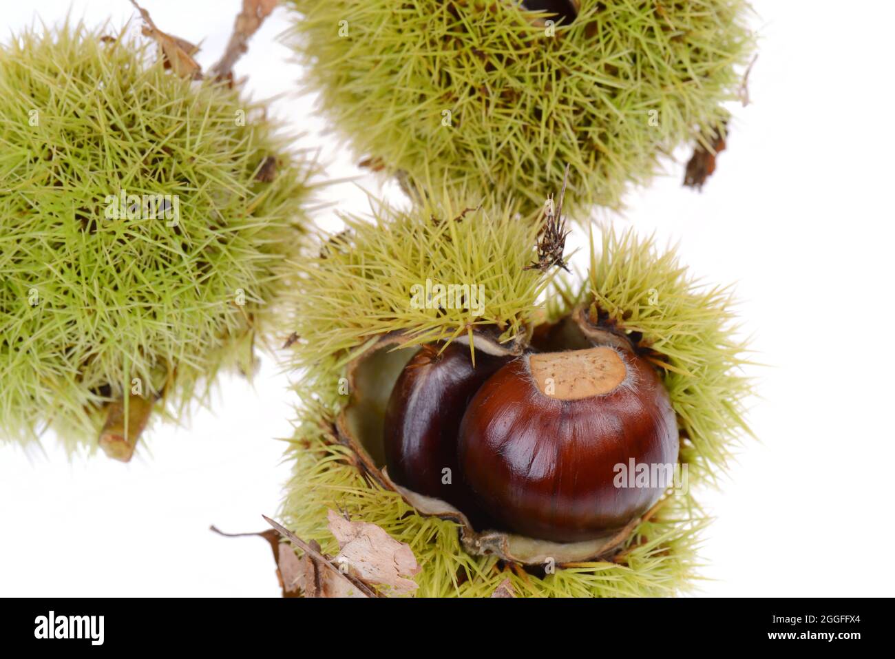 Closeup shot of ripe chestnuts on a white background Stock Photo - Alamy