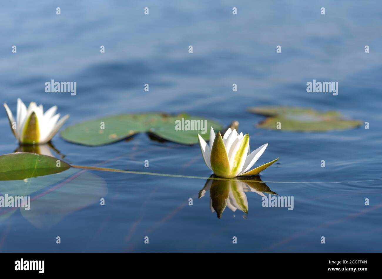 Blossoming flower of Nymphaea alba, the white waterlily, European white ...