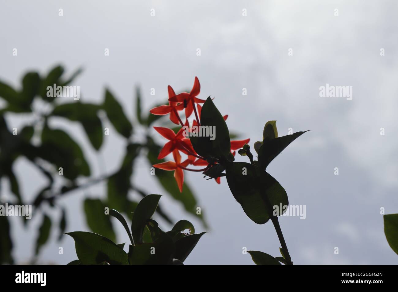 Tiny petals red flowers Stock Photo - Alamy