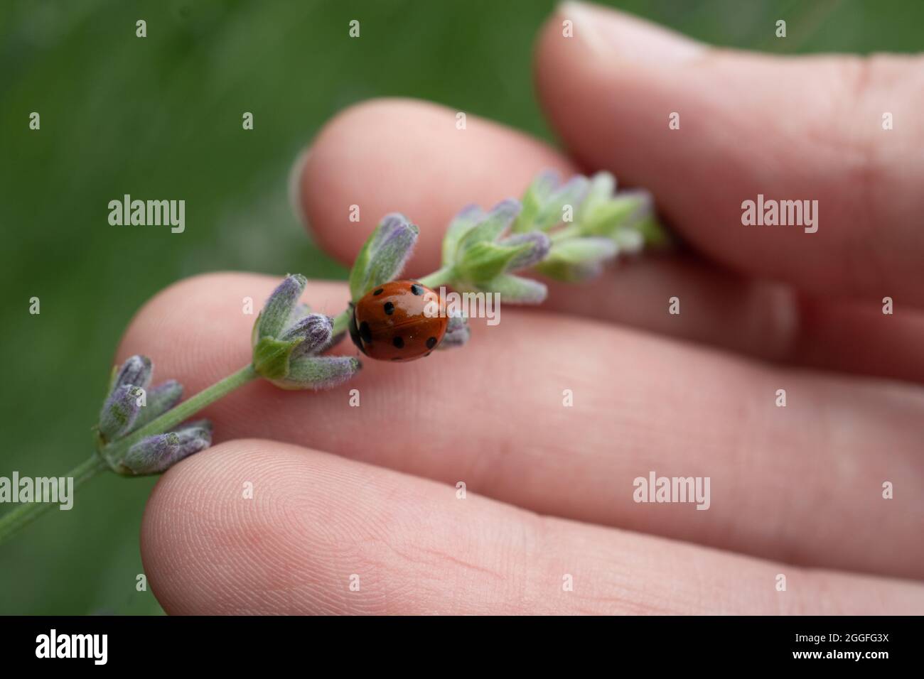 Small ladybug on man's hand Stock Photo - Alamy