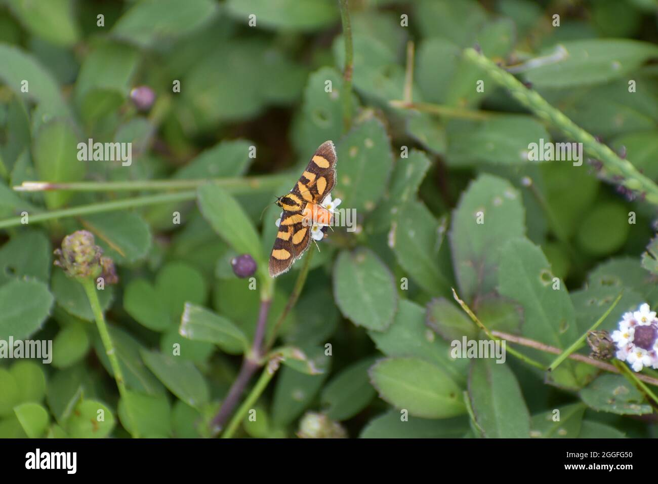 Syngamia florella aka orange spotted flower moth in the Everglades of ...