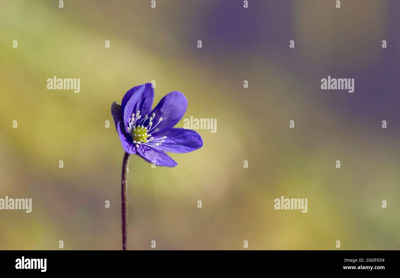 Blooming flower of Anemone hepatica (syn. Hepatica nobilis Stock Photo ...