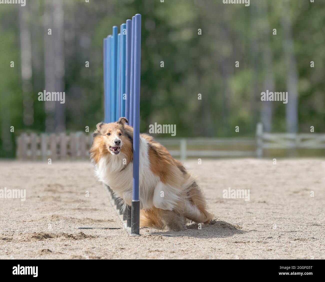 Collie dog doing agility exercises for a competition Stock Photo - Alamy