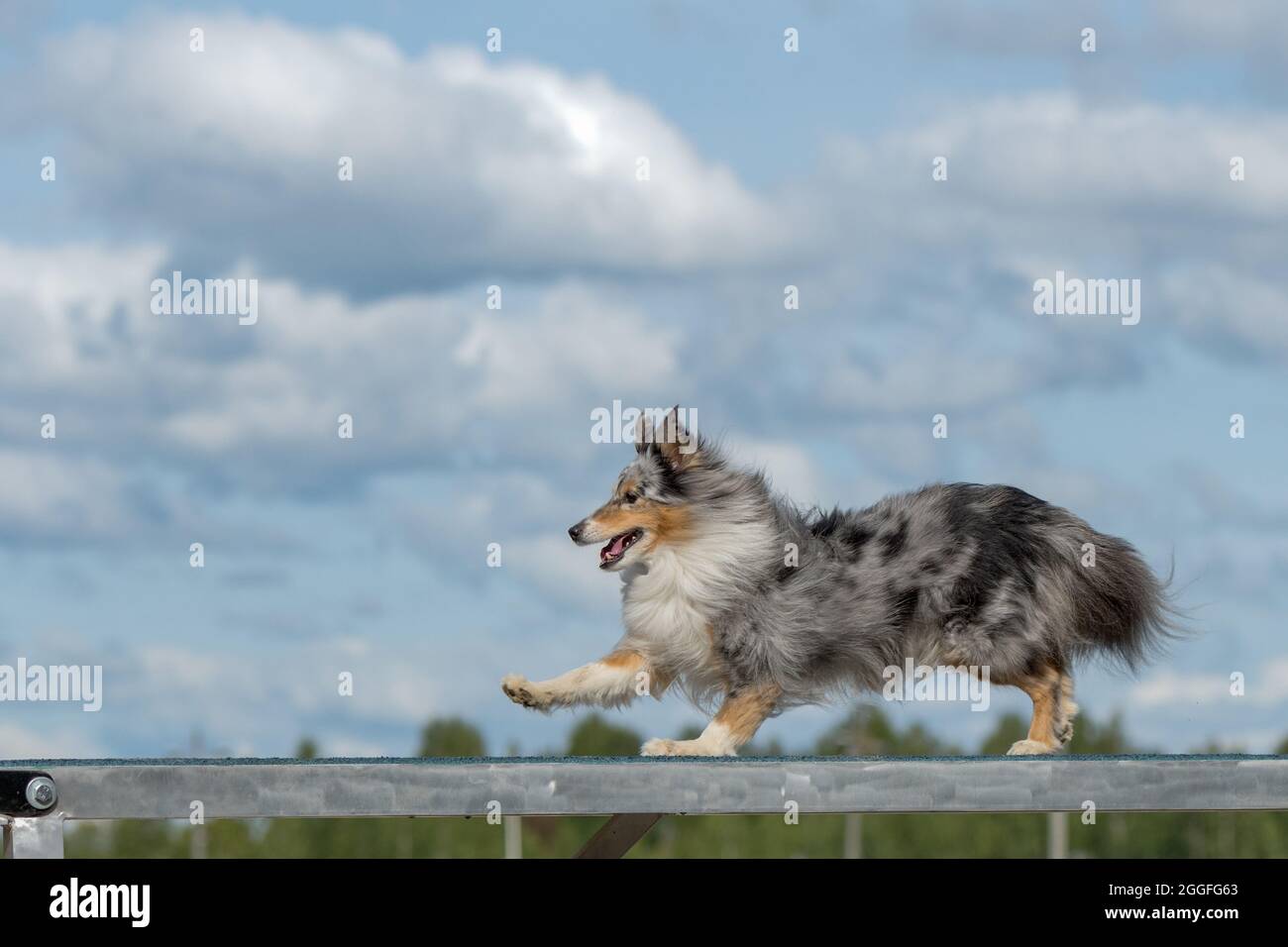 Shetland Sheepdog running on the boom in an agility competition Stock ...